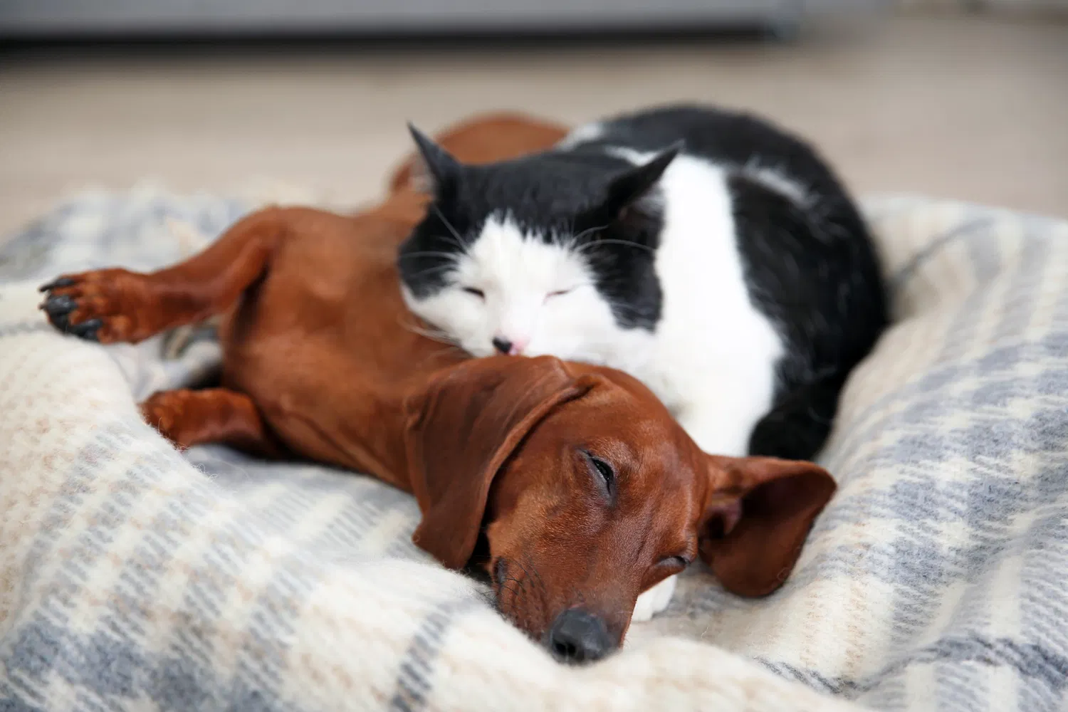 Are Dachshunds Good With Cats | Wiener Puppies Home